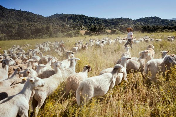 Cole Bush, la bergère cool qui protège la Californie des feux - Elle