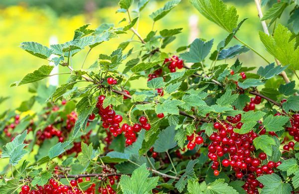 Comment cultiver les groseilliers ? - Elle Décoration