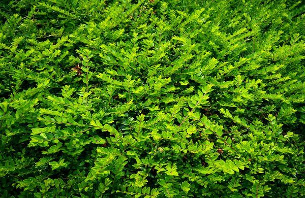 Comment remplacer le buis au jardin ? - Elle Décoration