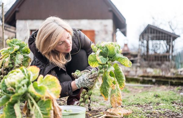 Décembre, 10 gestes pour préparer le potager au printemps - Elle Décoration