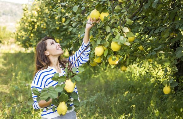 Le cognassier, arbre aussi décoratif que productif - Elle Décoration