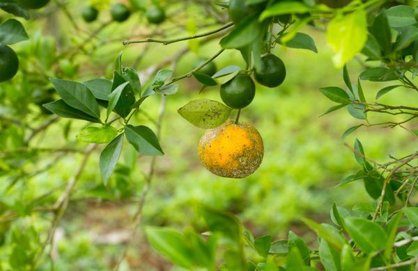 Comment entretenir un oranger pour avoir des oranges ? - Elle Décoration