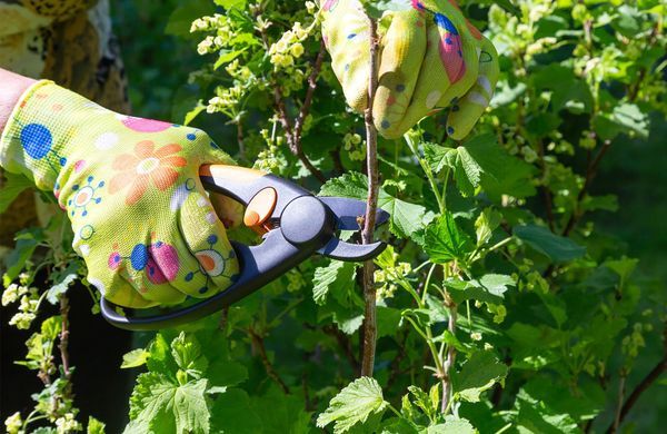 Comment cultiver les groseilliers ? - Elle Décoration