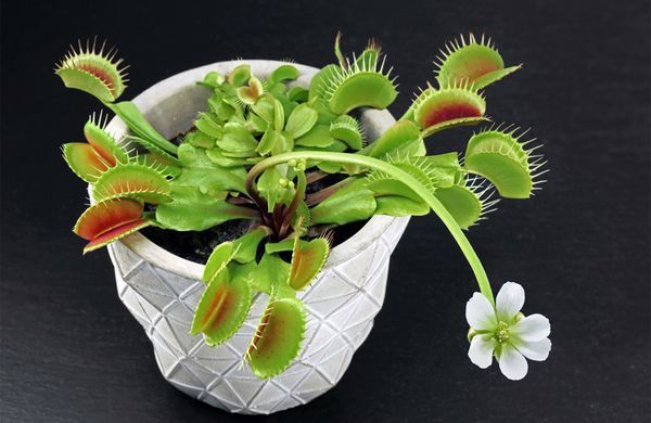 Comment cultiver une plante insectivore "attrape-mouches" ? - Elle ...