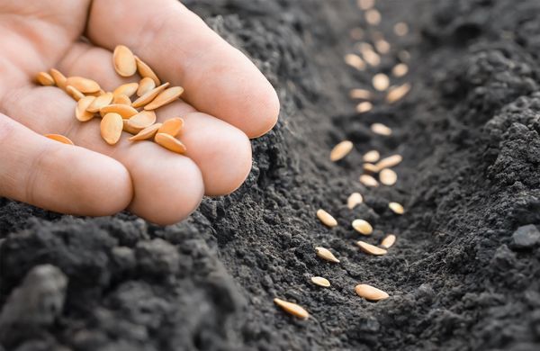 Comment cultiver le melon, du semis à la récolte en passant par la ...