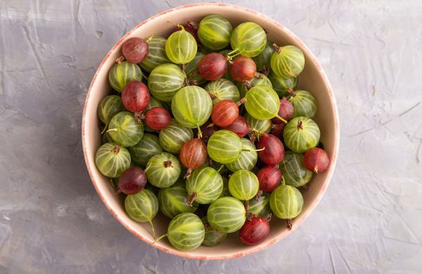 Comment cultiver les groseilliers ? - Elle Décoration