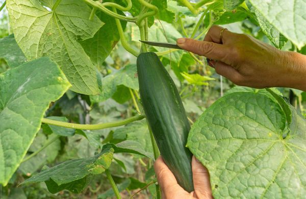 Réussir la culture de concombres au potager - Elle Décoration