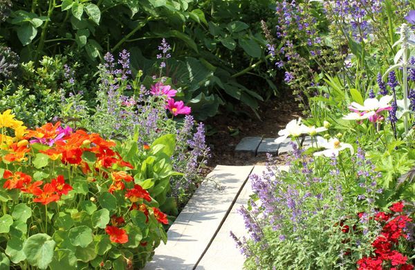 Les capucines, florifères et utiles - Elle Décoration