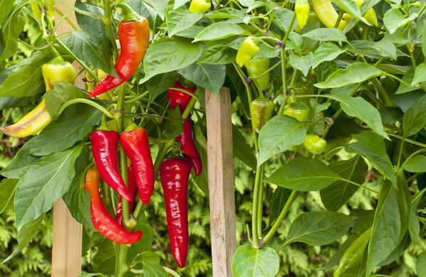 Piments et poivrons, comment les cultiver ? - Elle Décoration