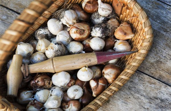 Réussir la culture des bulbes de printemps - Elle Décoration