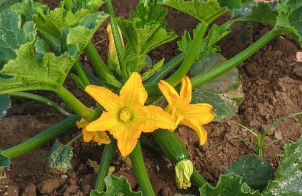 Comment réussir la culture de courgettes ? - Elle Décoration