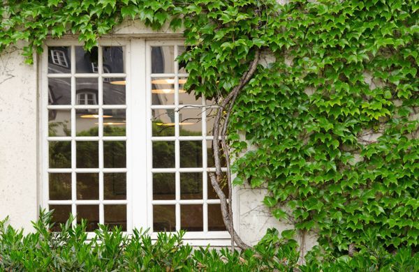 Comment cultiver le lierre au jardin et dans la maison ? - Elle Décoration