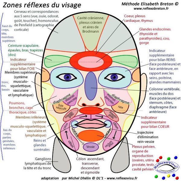 Réflexologie crânienne et faciale : tout savoir sur la réflexologie ... Réflexologie crânienne et faciale : tout savoir sur la réflexologie ...