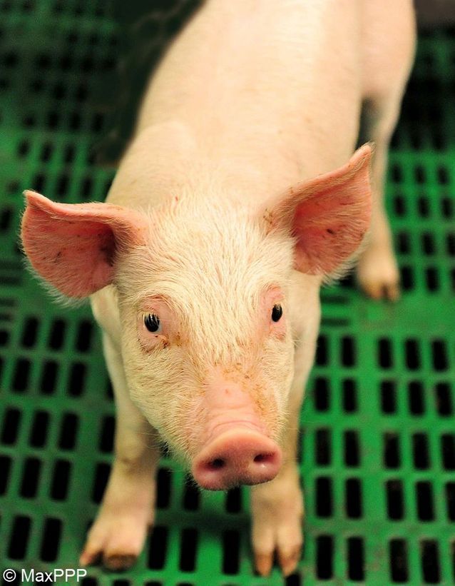 Cochon - Les produits cultes d'Eric Fréchon - Elle à Table