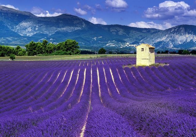 Valensole, en France - 20 destinations photogéniques pour choisir ses ...