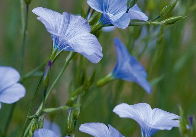 Lin vivace : taille et conseils d'entretien - Elle Décoration